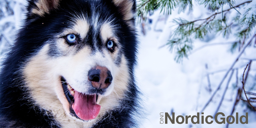 Archiwa: husky | UniQ Nordic Gold