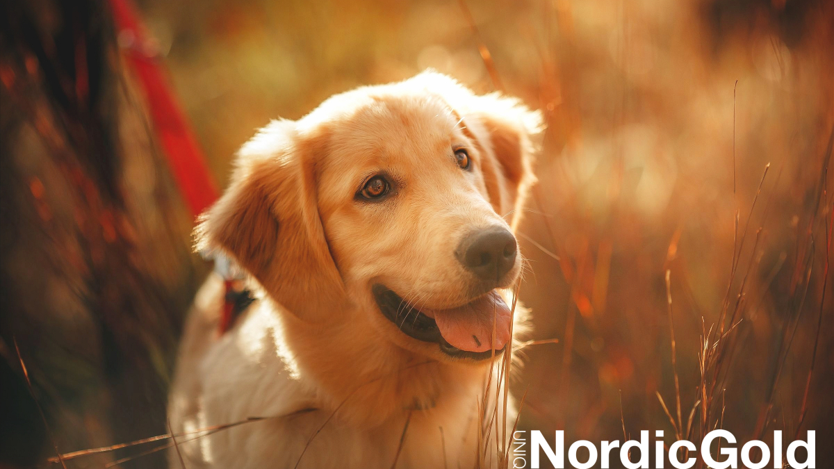 Golden retriver – charakterystyka i opis rasy | UniQ Nordic Gold